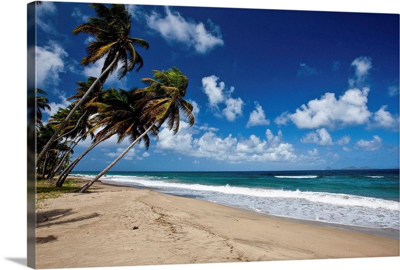 Palm trees along the beach, Grenada, Caribbean | Great Big Canvas