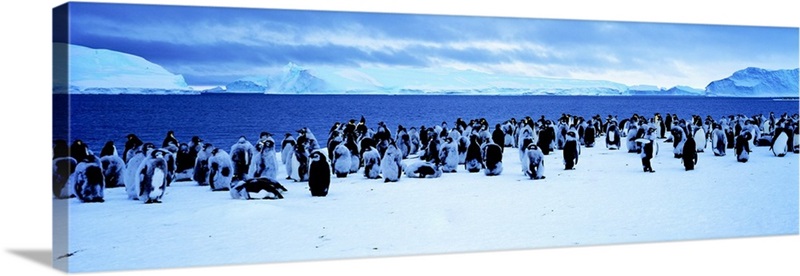 Penguins Cape Darnley Antarctica | Great Big Canvas