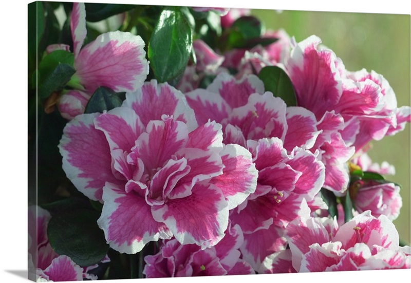Peppermint azalea flowers (Rhododendron sp.) in bloom, close up, North ...