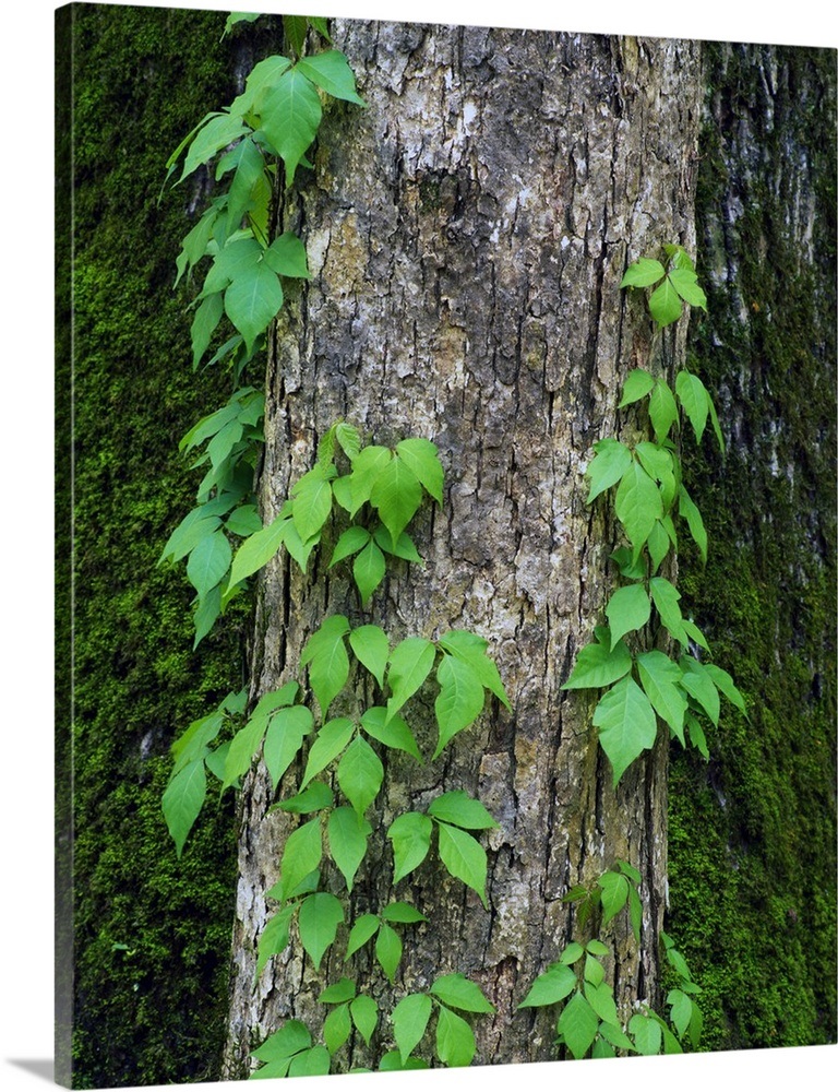 Poison ivy vine on tree trunk, Kistachie National Forest, Louisiana ...