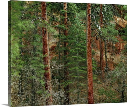 Ponderosa pine trees in Oak Creek Canyon, Coconino National Forest ...