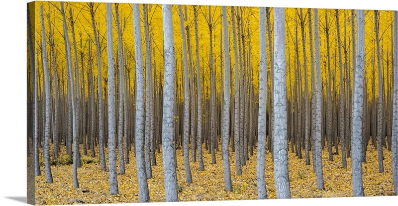 Poplar plantation in autumn, near Irrigon, Oregon | Great Big Canvas