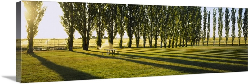 Poplar trees near a wheat field, Twin Falls, Idaho | Great Big Canvas
