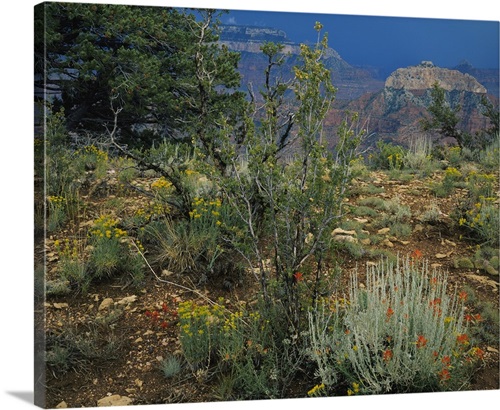 Rabbit brush plants on a landscape, Grand Canyon National Park ...