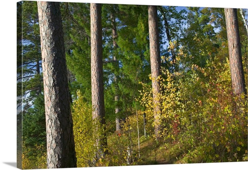 Red pine trees growing along Lake Itaska, Itaska State Park, Minnesota ...