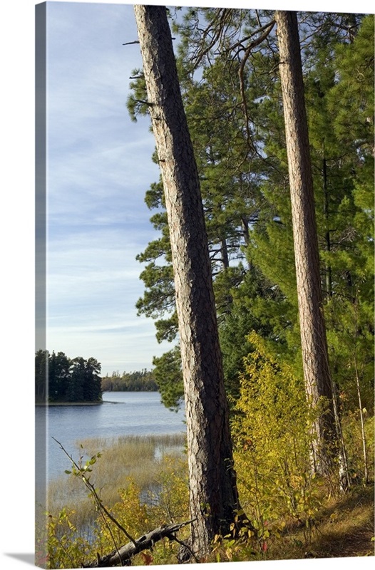 Red pine trees growing along Lake Itaska, Itaska State Park, Minnesota ...