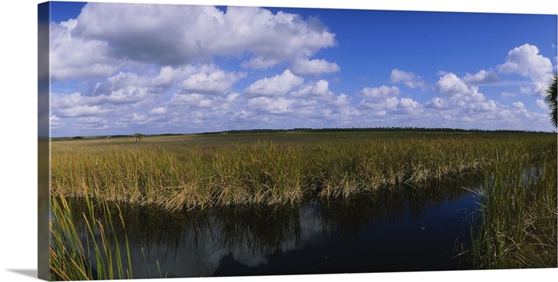 Reflection of tall grass and cloud in water, Everglades National Park ...