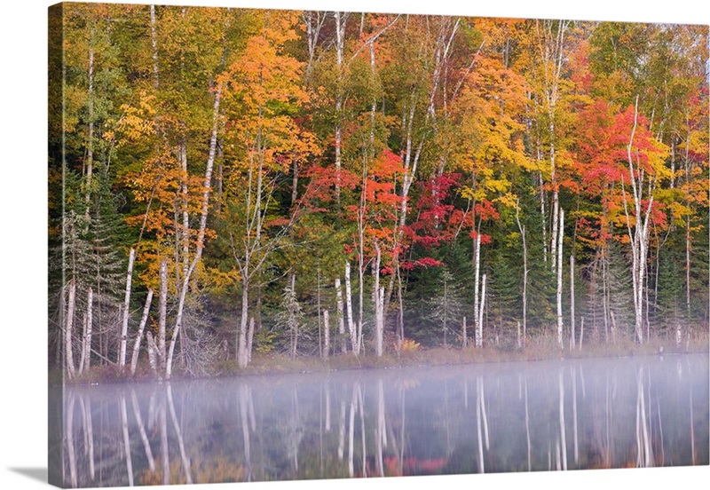 Reflection of trees in a lake in autumn, Pete's Lake, Michigan | Great ...