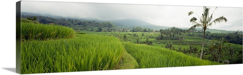 Rice Paddies Bali Indonesia | Great Big Canvas