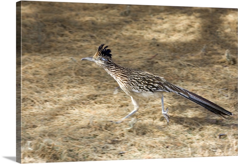 Road Runner In Motion | Great Big Canvas