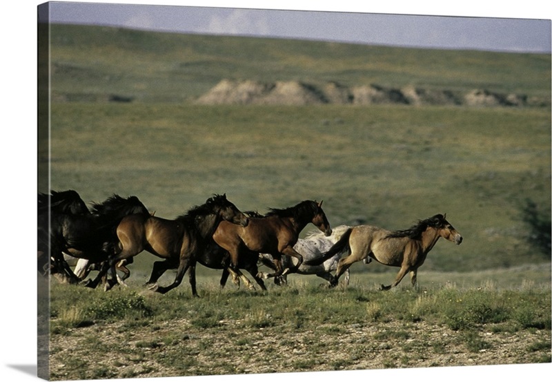 Running Mustangs SD | Great Big Canvas