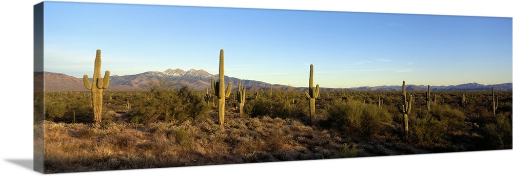 Saguaro cacti in a desert, Four Peaks, Phoenix, Maricopa County ...