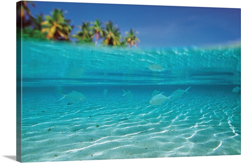 School of Fish, level view | Great Big Canvas