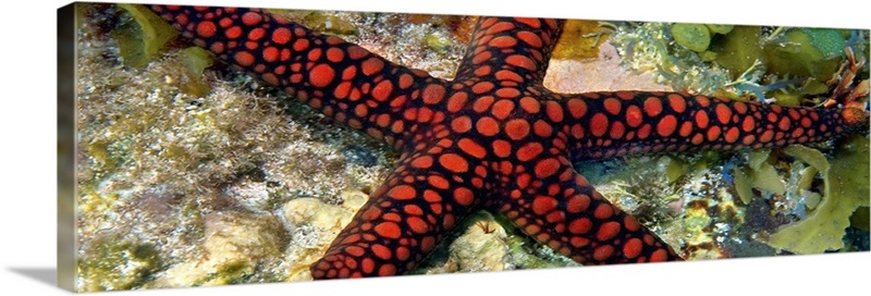 Sea Star | Great Big Canvas