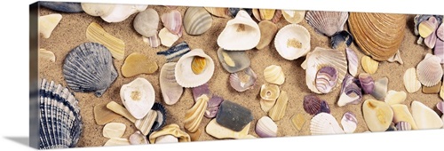 Seashells | Great Big Canvas