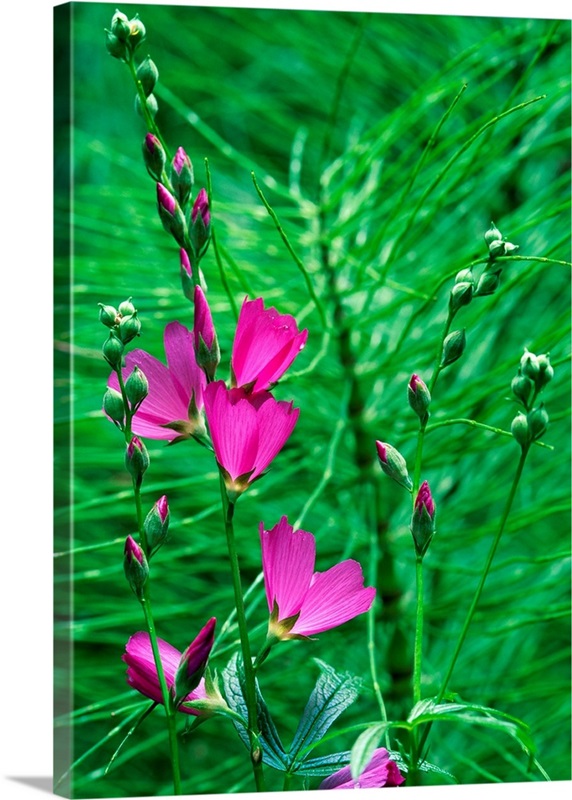 Sidalcea Flowers Blooming With Equisetum Grass | Great Big Canvas
