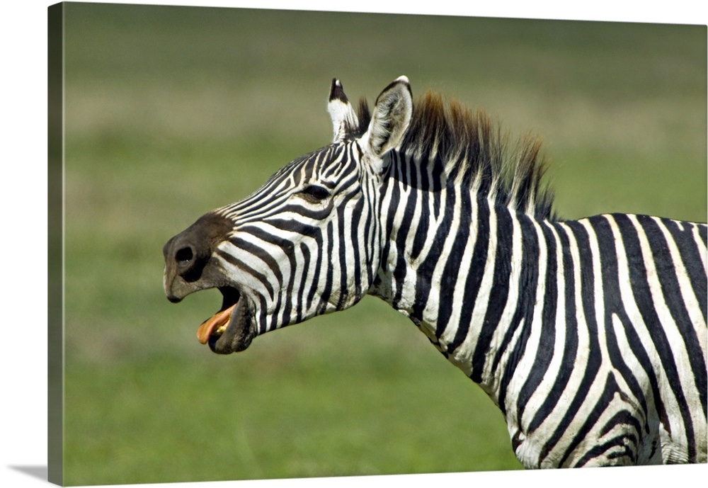 Side profile of a zebra braying, Ngorongoro Conservation Area, Arusha ...