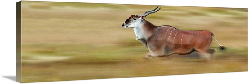 Side profile of an Eland (Taurotragus Oryx) running on a field, Masai ...