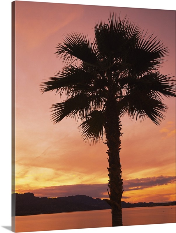 Silhouette of a palm tree, Havasu Lake, Havasu City, Mohave County ...