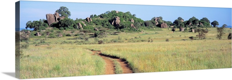 Simba Kopjes and Road Serengeti Tanzania Africa | Great Big Canvas