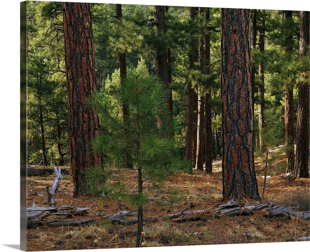 Arizona Pine Trees