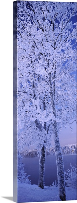 Snow covered trees at frozen riverside, Imatra, Finland | Great Big Canvas