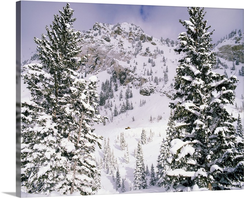 Snow covered trees on a mountain, Utah | Great Big Canvas