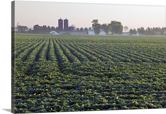 Soy bean field, distant farm buildings, Iowa Photo Canvas Print | Great ...