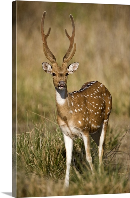 Spotted deer Axis axis in a forest Bandhavgarh National Park Umaria ...
