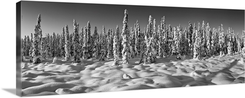 Spruce trees on a snow covered landscape, Chugiak, Anchorage, Alaska ...