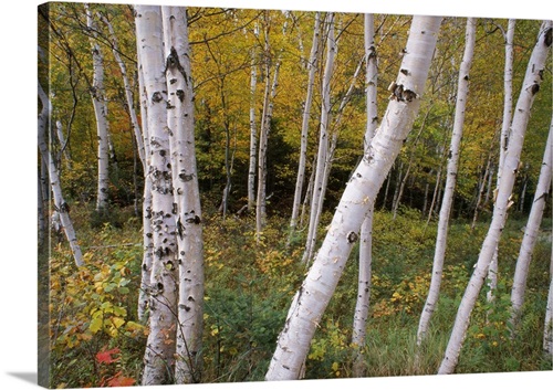 Stand Of White Birch Trees | Great Big Canvas