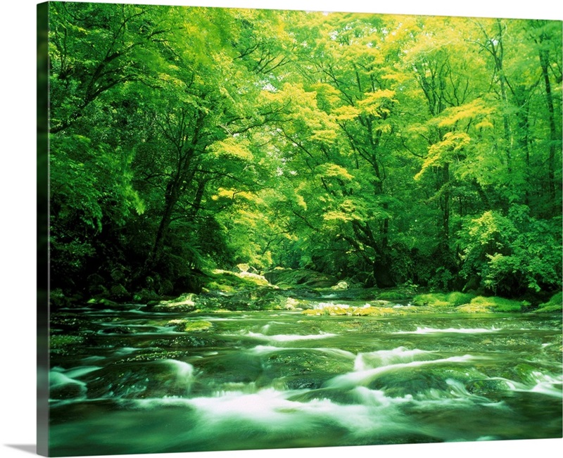 Stream flowing through a forest | Great Big Canvas