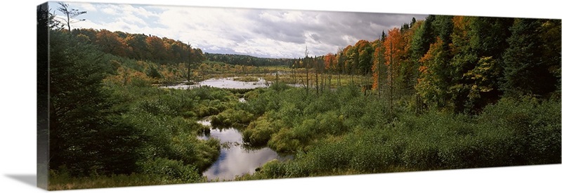 Stream flowing through a forest, Ottawa National Forest, Upper ...
