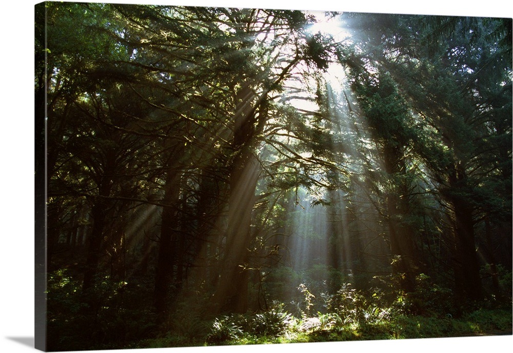 Sunbeams through misty forest, Oregon, united states, Wall Art, Canvas ...
