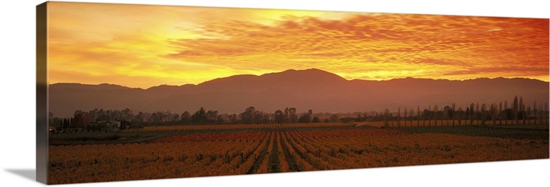 Sunset Napa Valley CA | Great Big Canvas