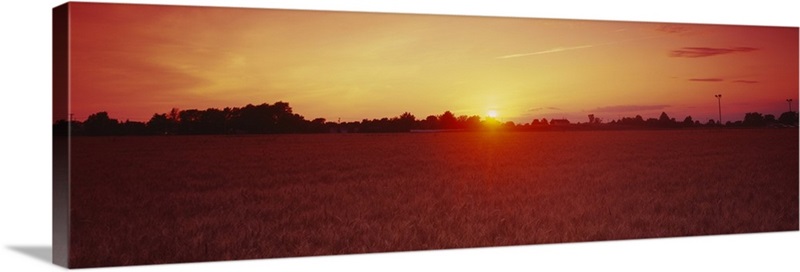 Sunset over a wheat field, Wood County, Ohio | Great Big Canvas