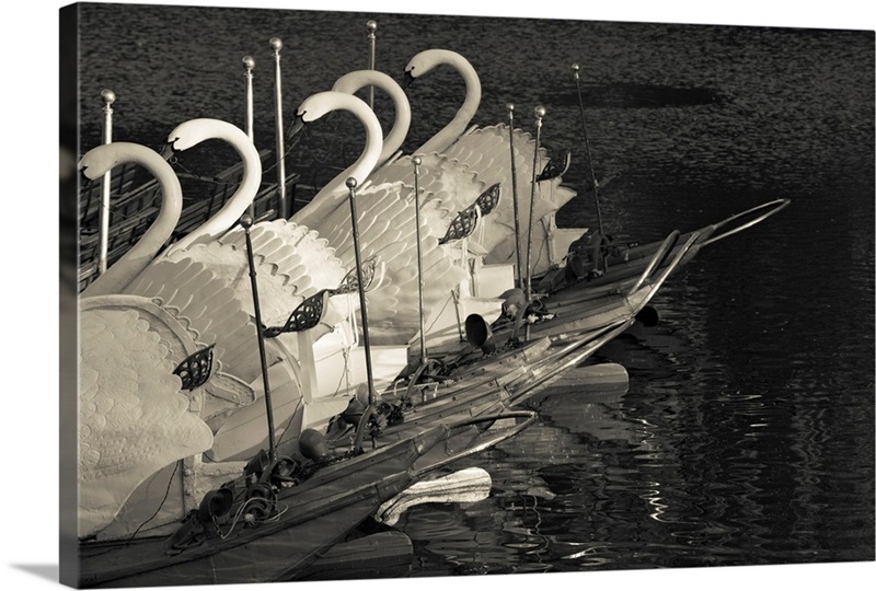 Swan boats in a river, Boston Public Garden, Boston, Massachusetts ...