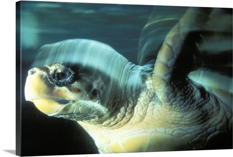 Tortoise Swimming Wall Art, Canvas Prints, Framed Prints, Wall Peels ...