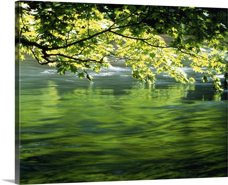 Tree branch hanging over a lake | Great Big Canvas
