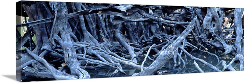 Tree Roots Amazon Brazil | Great Big Canvas