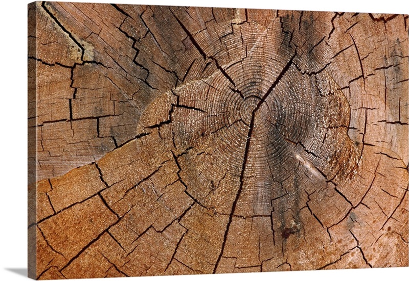 Tree Stump Detail | Great Big Canvas