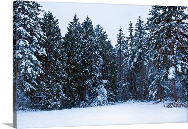 Trees along a snow covered road in a forest, Washington State | Great ...