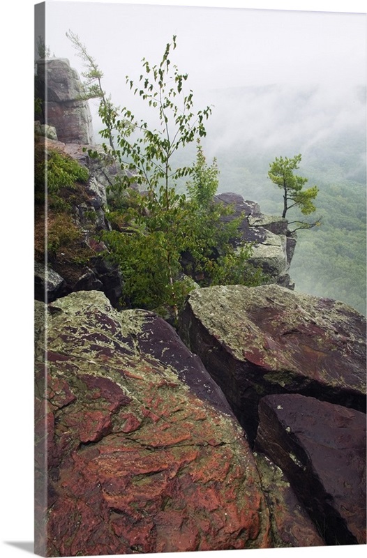 Trees growing through quartzite rock boulders on cliff, misty valley ...