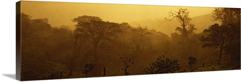 Trees in a forest at sunset, Costa Rica | Great Big Canvas