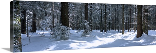 Trees in a forest, Black Forest, St. Peter, Germany | Great Big Canvas