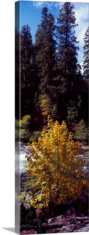 Trees in a forest, Umpqua River, Oregon | Great Big Canvas