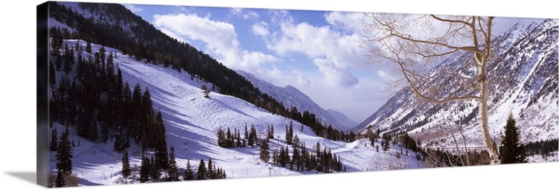 Trees in snow, Snowbird Ski Resort, Utah | Great Big Canvas