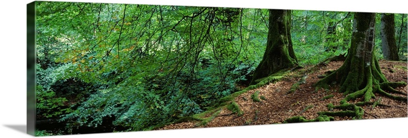 Trees in the forest, Aberfeldy, Perthshire, Scotland | Great Big Canvas