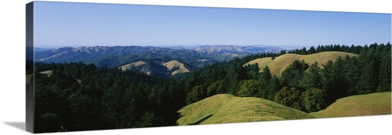 Trees on a landscape, Mt Tamalpais, Marin County, California | Great ...