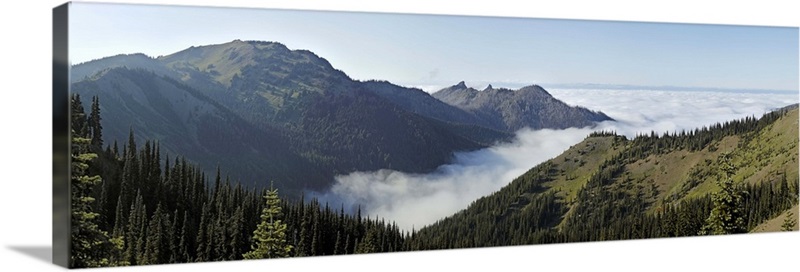 Trees on mountain, Hurricane Ridge, Olympic National Park, Washington ...